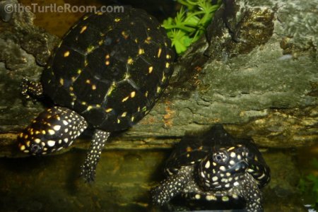 Geoclemys hamiltonii Gallery – theTurtleRoom