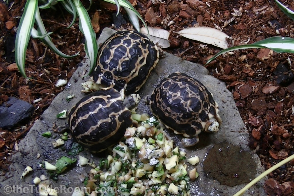 More Spider Tortoises Come to tTR – theTurtleRoom