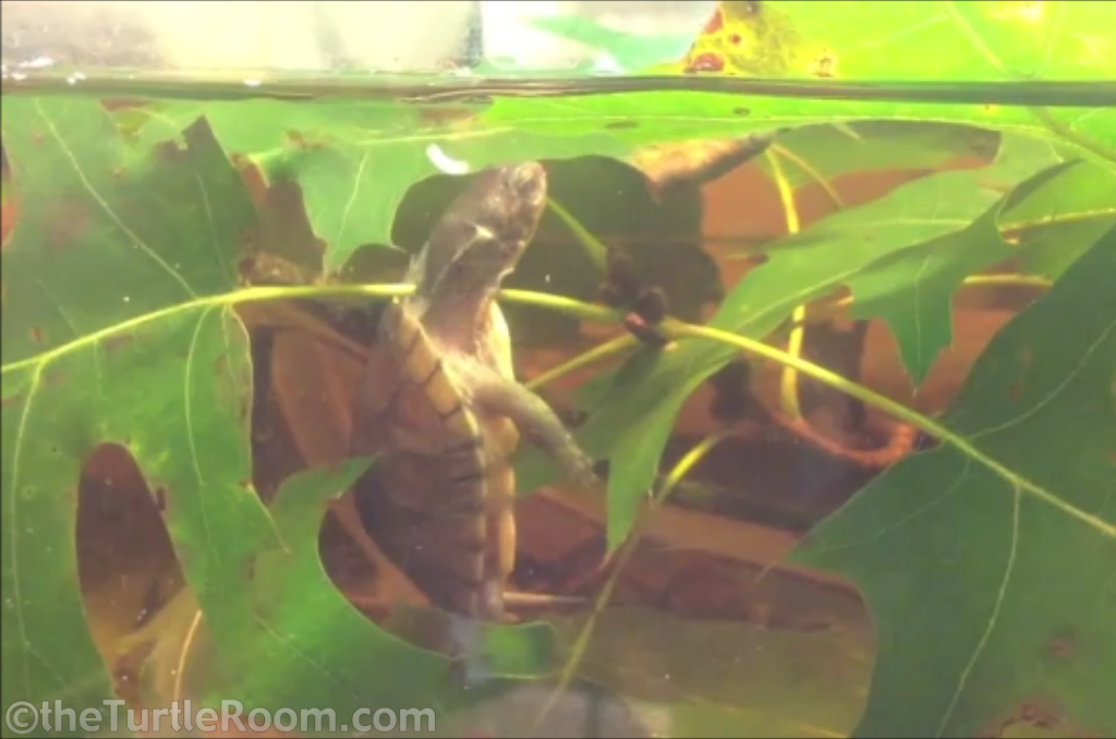 New Baby Blanding's Turtles – theTurtleRoom