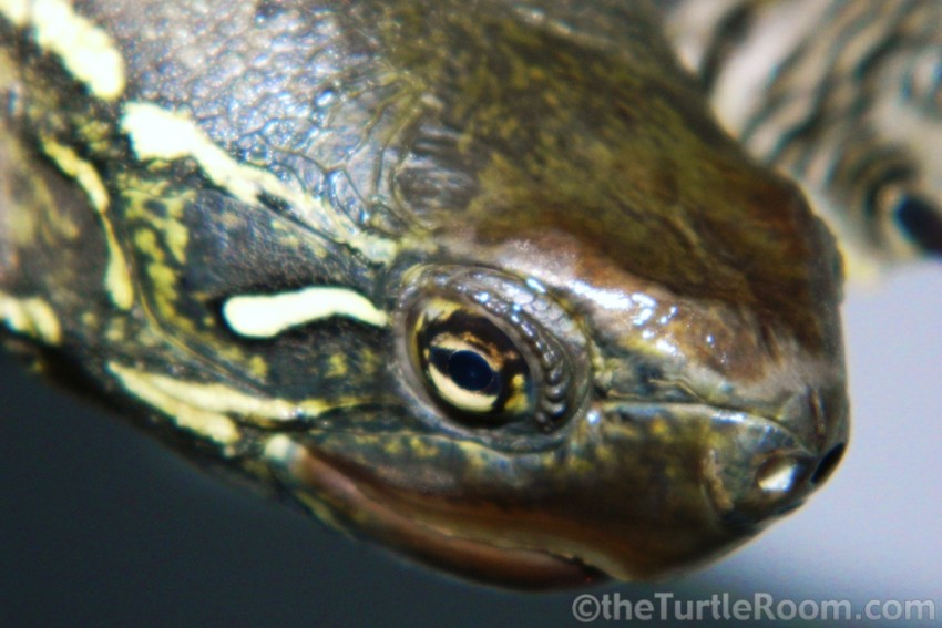 Mauremys reevesii Breeding Project - theTurtleRoom