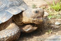 Gopherus morafkai - Natural History, Care, and Photo Gallery