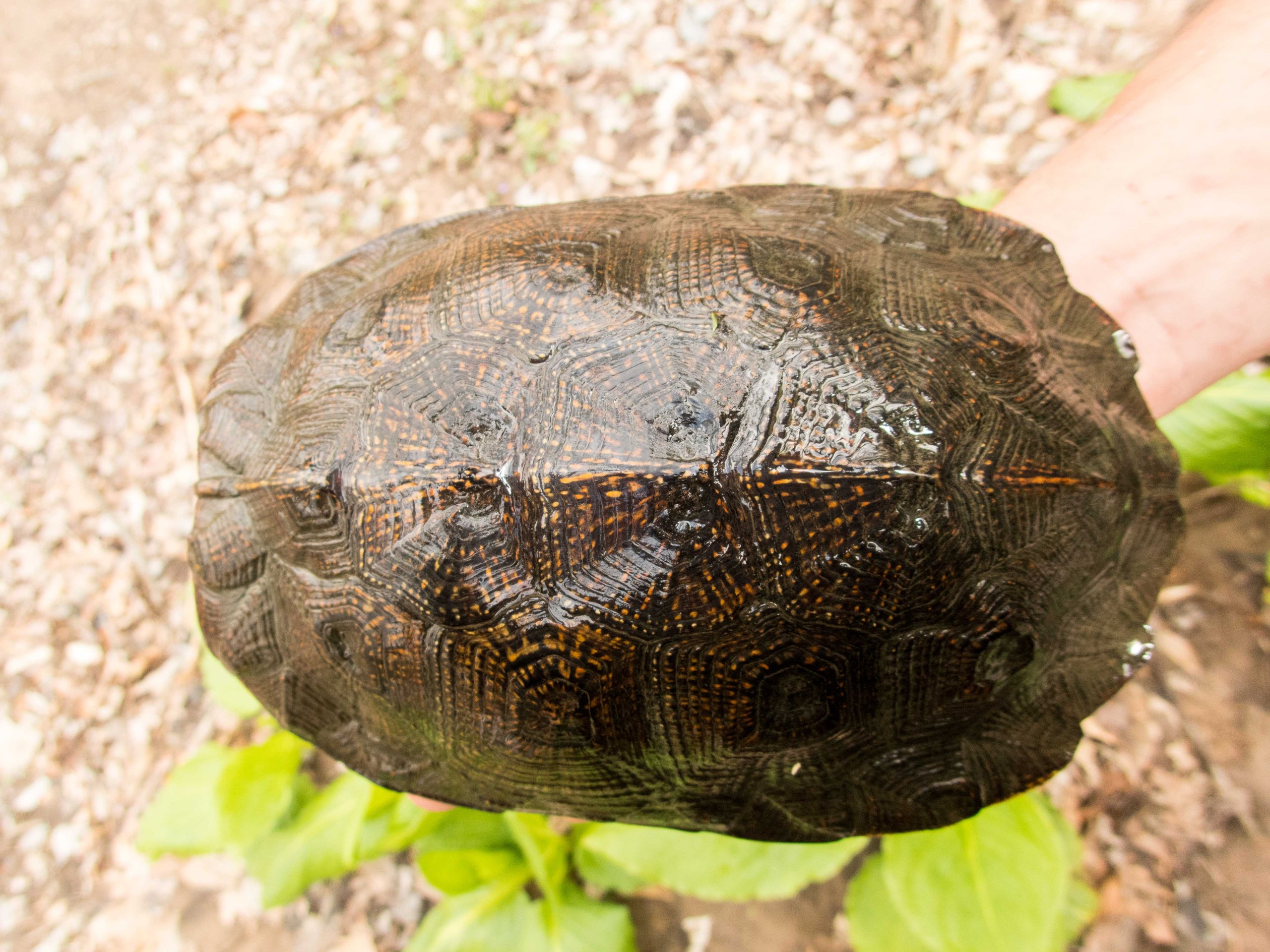 Adult Male Glyptemys insculpta (Wood Turtle), Lancaster County, PA ...